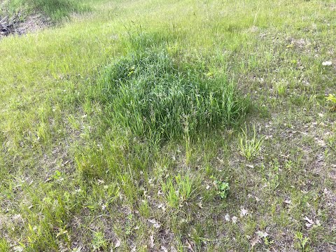 OldGuyDIY Notes Effect Nutrients From Roadkill Deer Carcass Set Out For Birds Of Prey Has On Grass