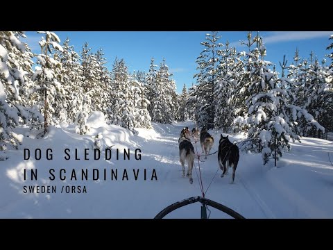 DOG SLEDDING in SWEDEN | Full route in Orsa Grönklitt🐕🛷