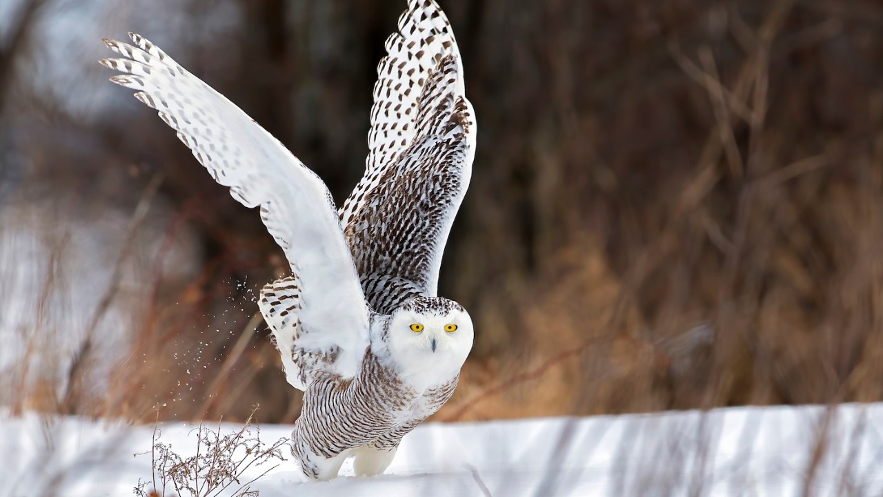 Get to know the snowy owl