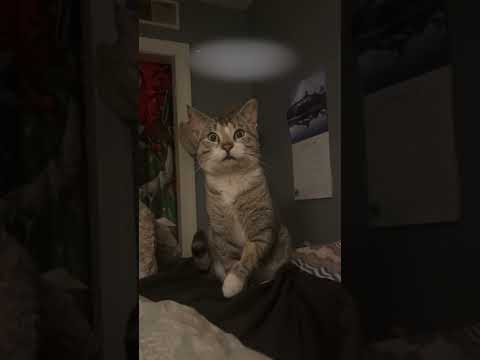Cat FLOORED By Hearing New Language