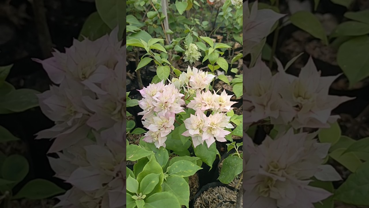 Ready stok bibit Bougenville Cherryblossom ☎️082176207300 #bougenvilleimport #tanamanhias #flowers
