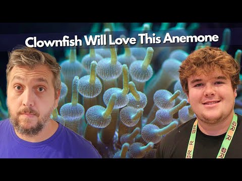 10 Unique Anemones: Things You Need To Know And What To Avoid!