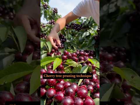 Cherry Tree Pruning Technique #farming @HappyFarm85