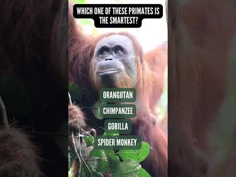 Orangutan Facts for Kids: Fun Facts For Kids