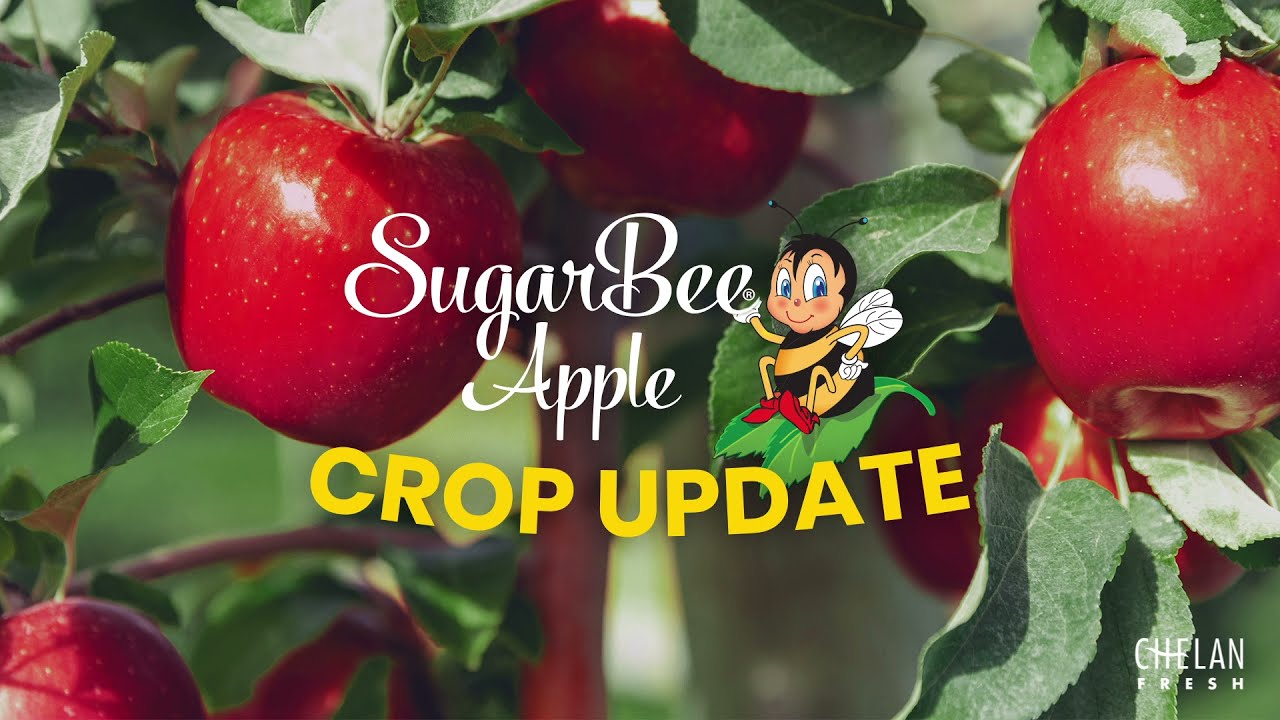 SugarBee® Apples Crop Update | Week 3