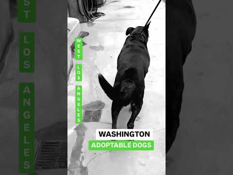 Adoptable dogs at West LA