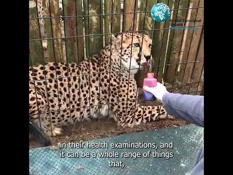 Animal Medical Examinations