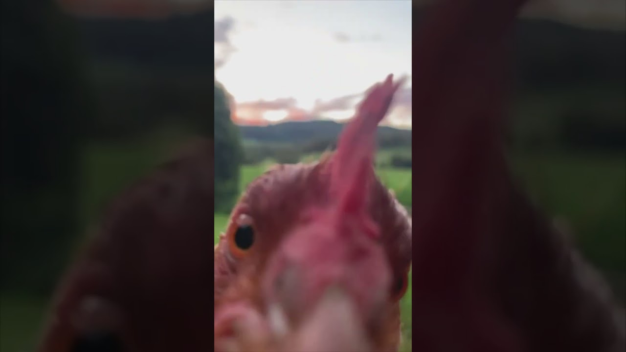 Curious Chicken Pecks at Camera