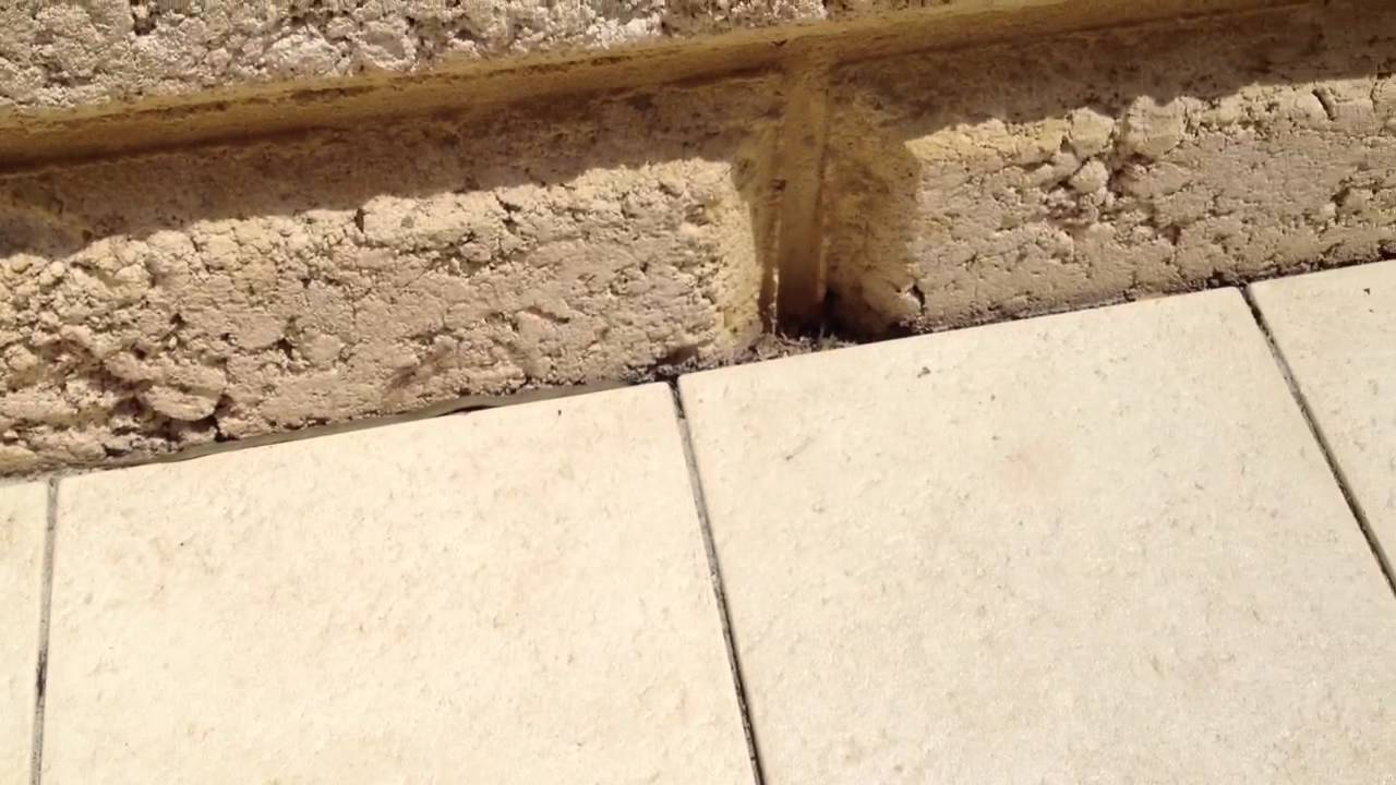 Juvenile Western Brown Snake