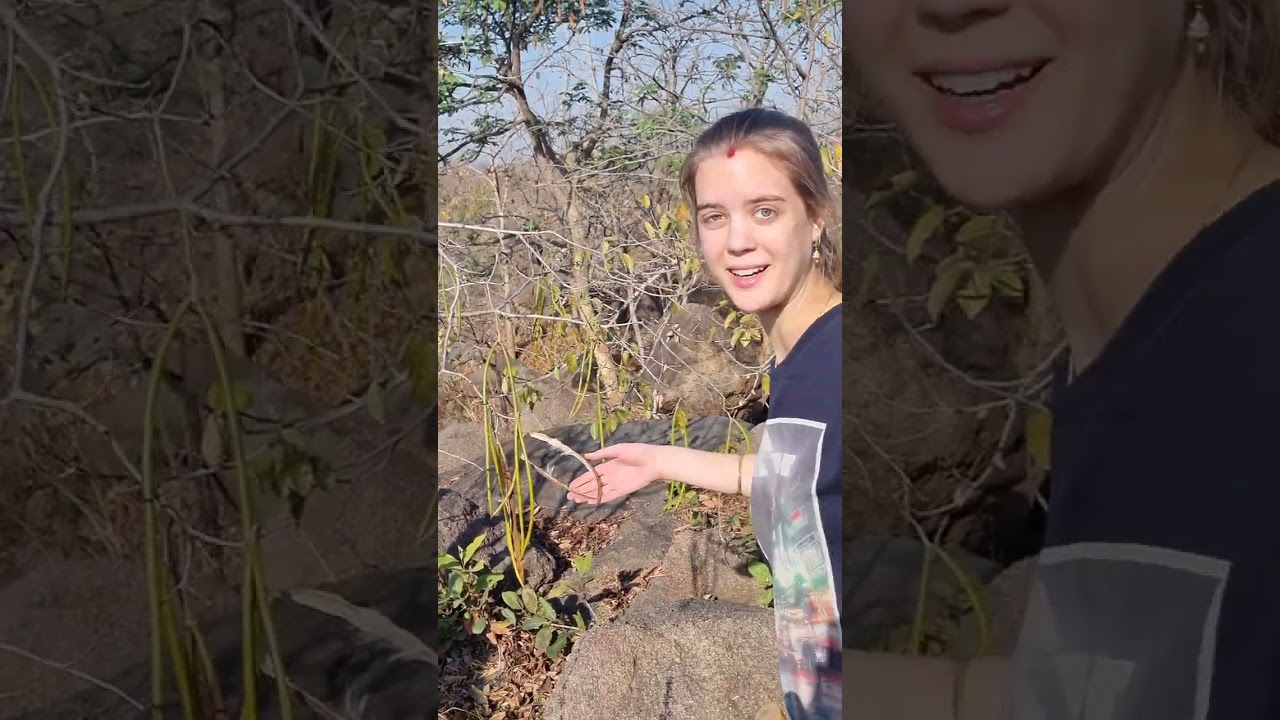 यह कौन सा पेड़ है ? | The Desi Firangi #shorts