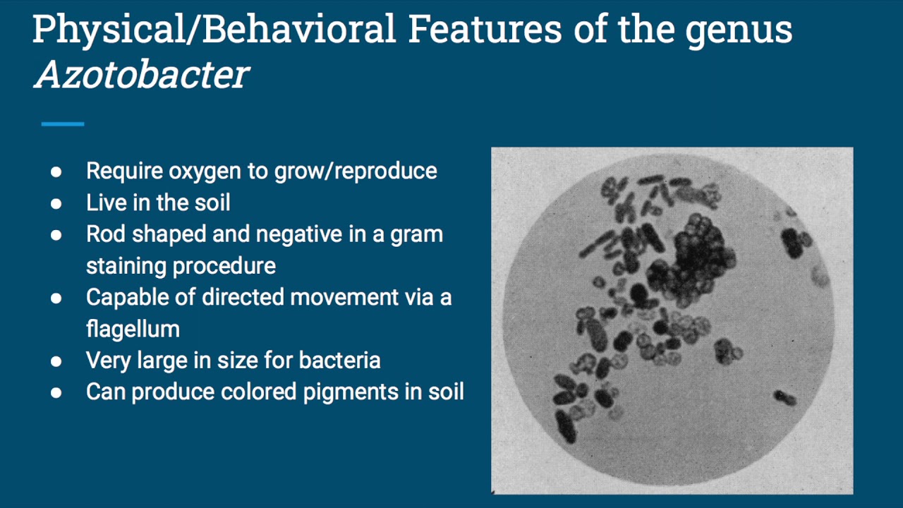 Azotobacter Vinelandii Presentation