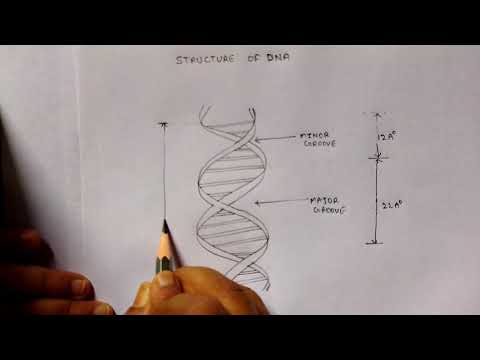 Structure of DNA. How to draw structure of DNA double helix. Easy labelled DNA diagram