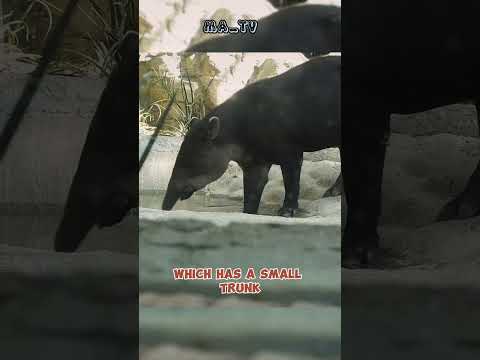 What does tapir mean? #shorts #tapir