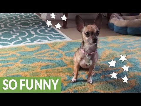 Chihuahua shows off impressive arsenal of tricks