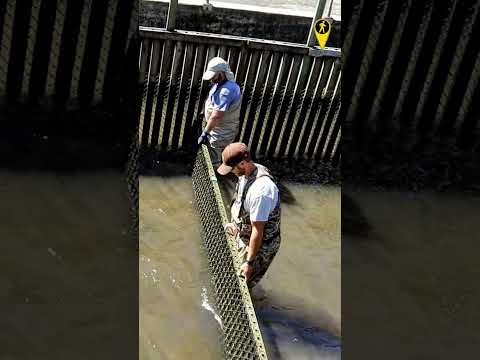 Fishery Fun at the Rock Creek Fish Hatchery #fishing #outdoorlife #salmon #hatchery