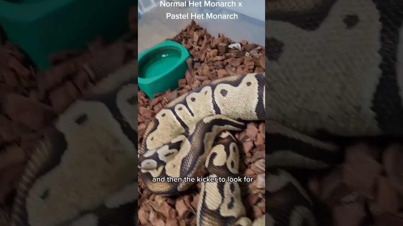 How to tell if your Ball Python is Ovulating!