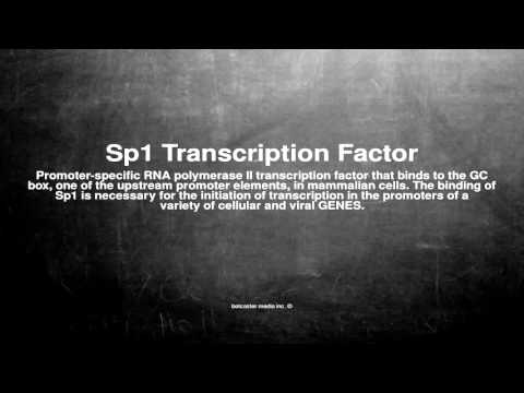 Medical vocabulary: What does Sp1 Transcription Factor mean