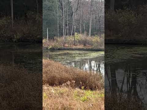 Ducks 🦆 - Rimple Loop Walking Trail - Dallas,PA