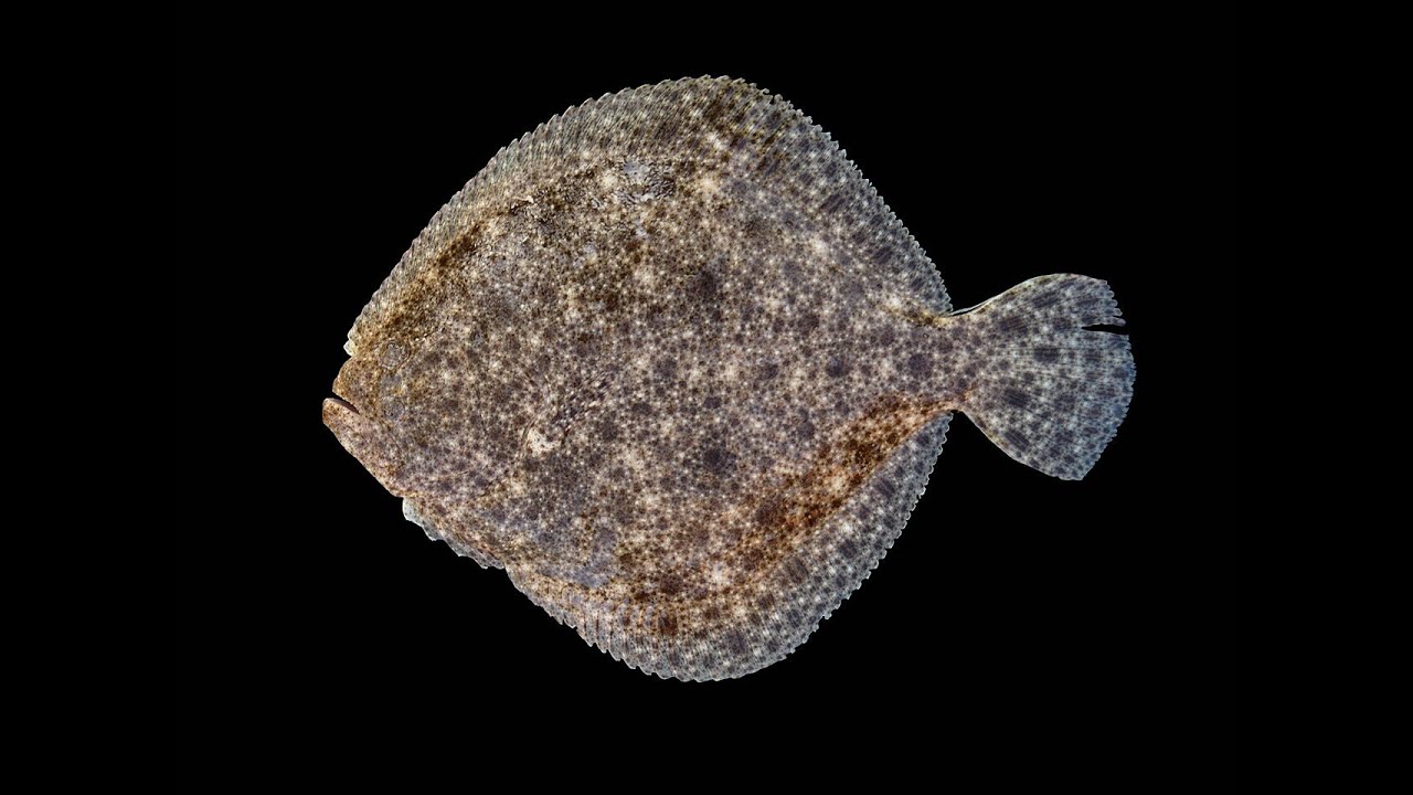 Facts: The Turbot