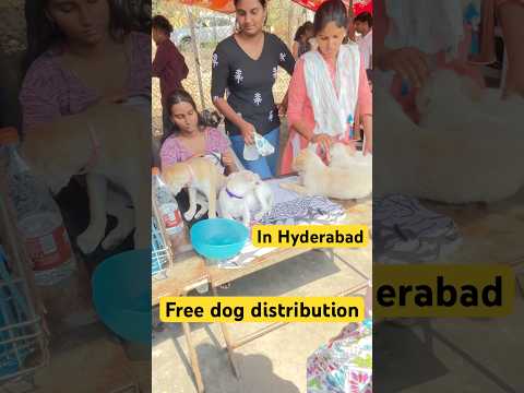 Free dogs for adoption in Hyderabad |All types of puppies available for free |NGO act