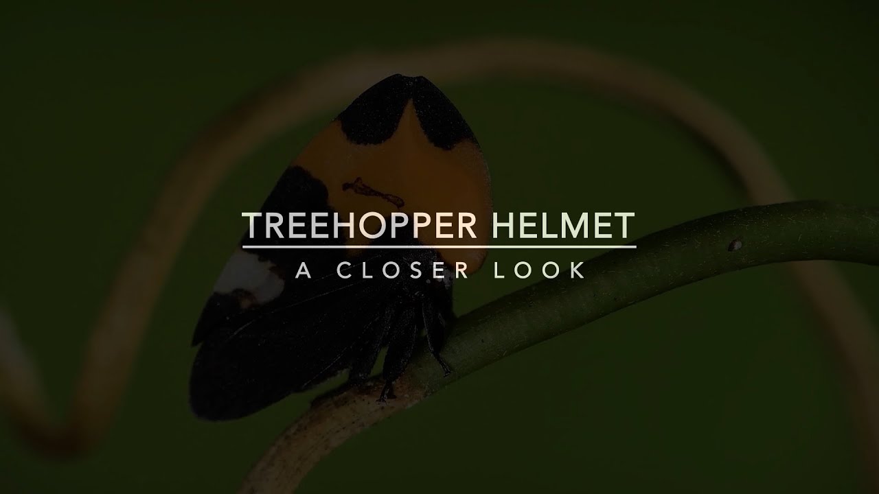 A Closer Look at the Treehopper Helmet Structure