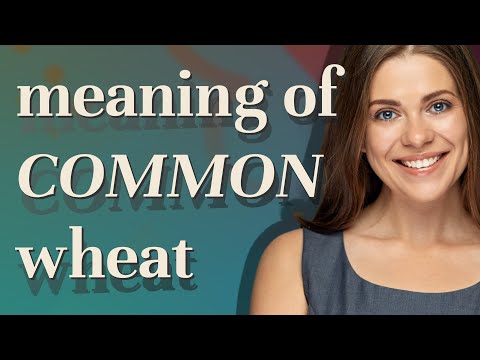 Common wheat | meaning of Common wheat