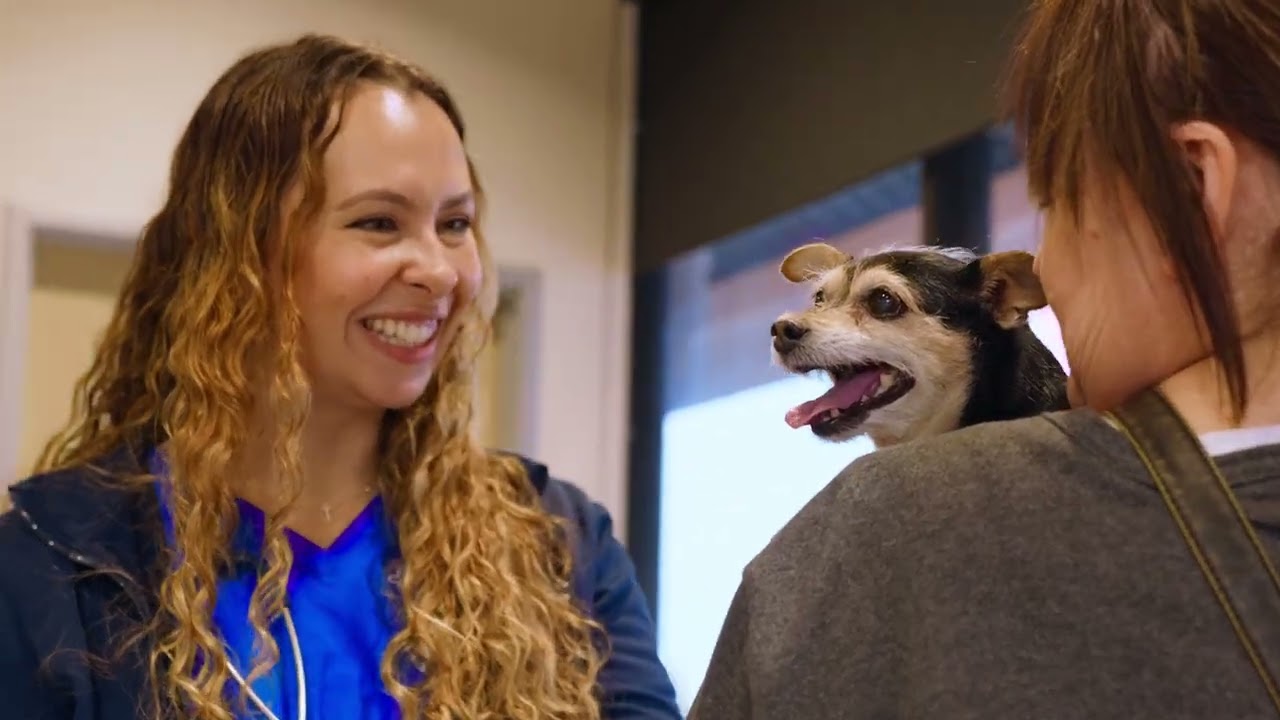 Why Work at CityVet?