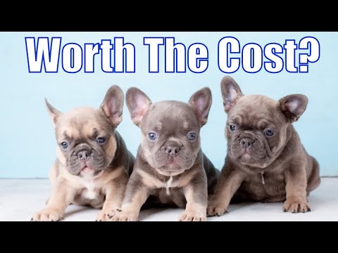 How Much Should You Spend For A Frenchie?