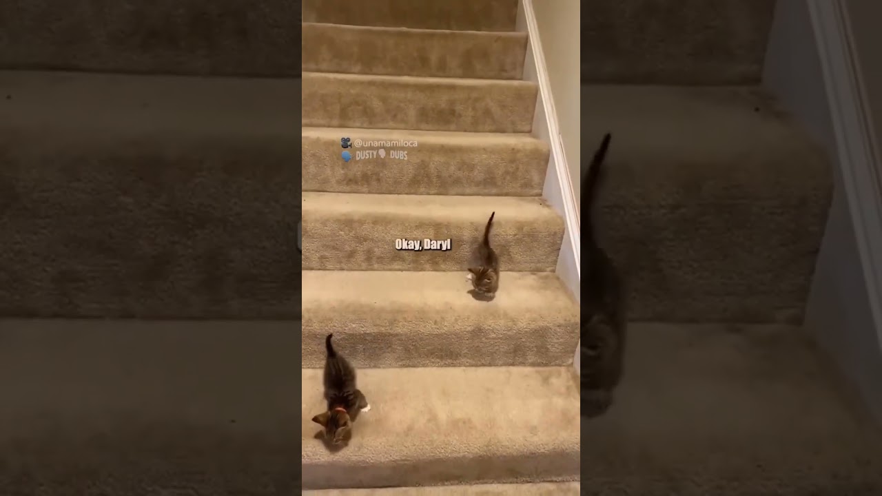 Stairs are very treacherous 🐱 (Not my video) 🎥 unamamiloca