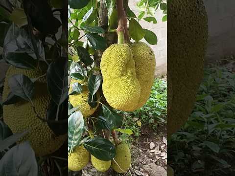 What's the name of this plant?