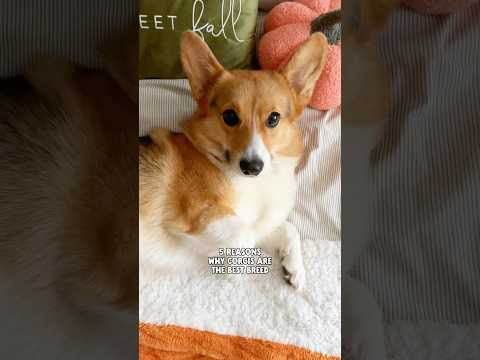 Reasons why corgis are the best breed 🐶