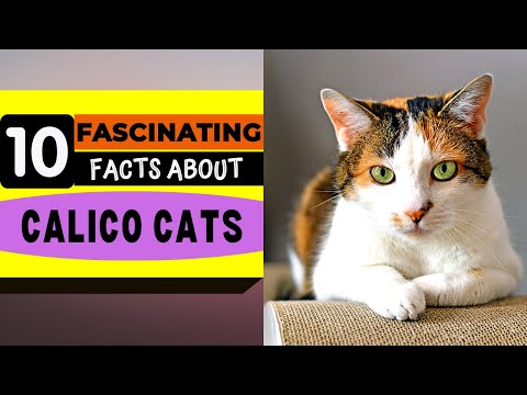 10 Fascinating facts About Calico Cats (#10 is simply amazing)