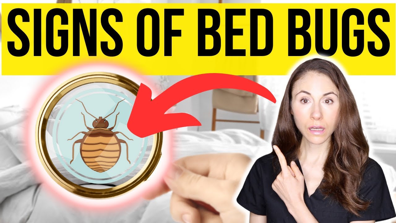 Signs You Have Bed Bugs And How To Get Rid Of Them