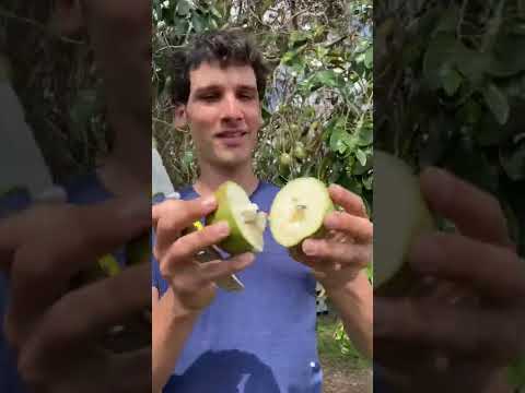 Green Star Apple
