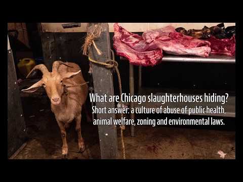 What are Chicago slaughterhouses hiding?
