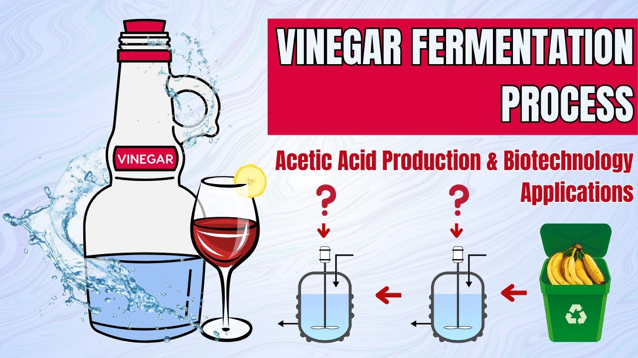 Vinegar Fermentation: Acetic Acid Production & Microbial Biotechnology Explained | Biotechnology