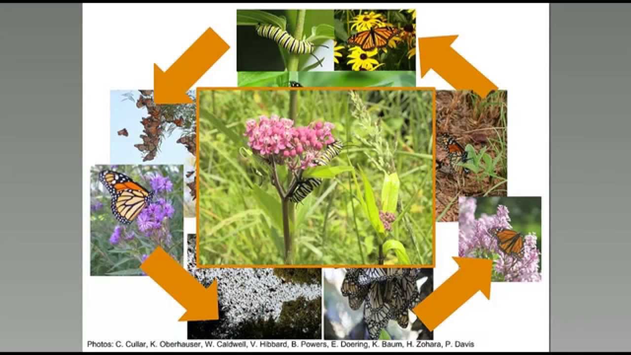 Monarch Biology and Conservation Basics