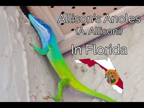 Anolis allisoni in Florida: a Mini-Documentary – Anole Annals