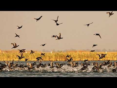 Nalsarovar Bird Sanctuary , ahmedabad , best place of Ahmedabad , gujarat,india