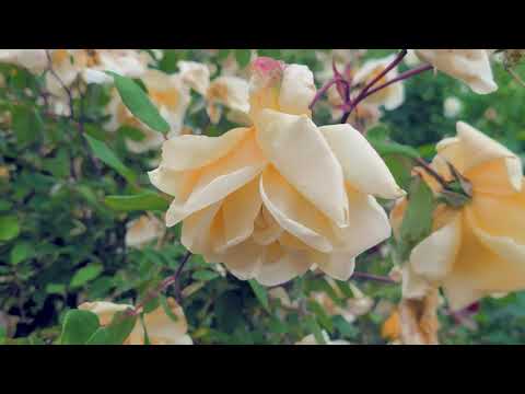 LA Arboretum Roses in Full Bloom