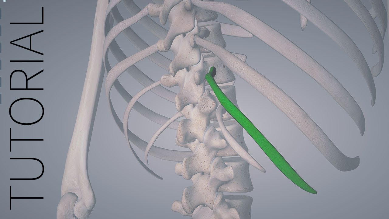 Control Menu - Essential Anatomy 5 Tutorial