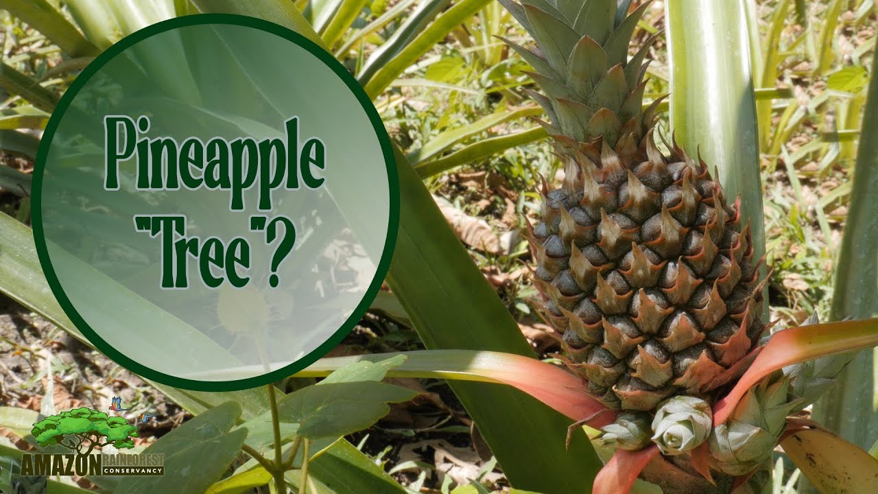 EARTH - Plants: How do Pineapples Grow?