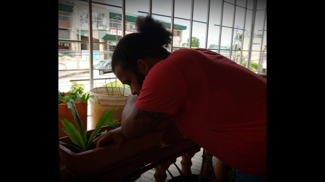 Gallery Garden Update & Maintenance