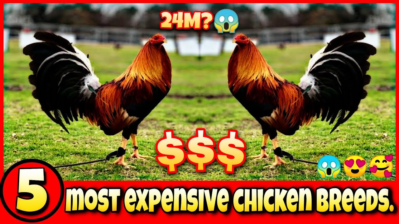 5 most expensive chicken breeds.