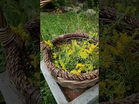 goldenrod home remedies