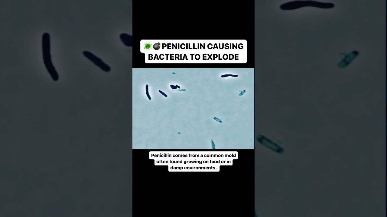 Penicillin Causing Bacteria to EXPLODE!