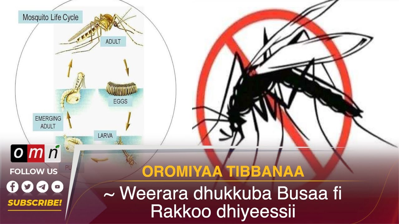 OMN   OROMIYAA TIBBANAA  FULBAANA 6, 2023