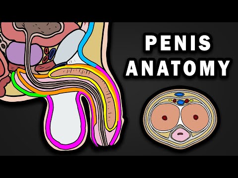 ANATOMY OF THE PENIS