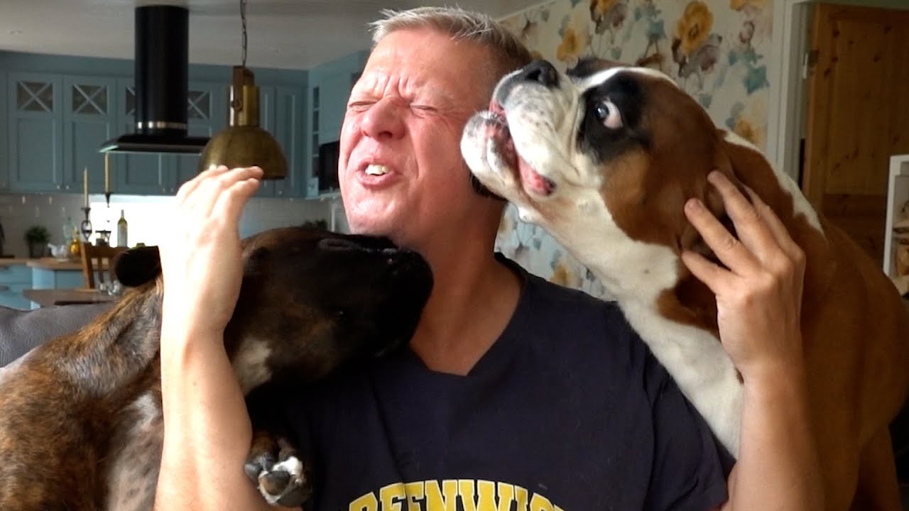 Boxer Dogs ATTACK Their Master!!! 😢