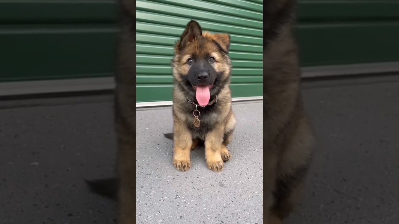 Baby German Shepherd
